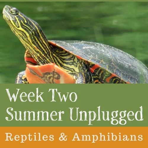 Summer Unplugged: Free Kids Programs — The Nature Museum