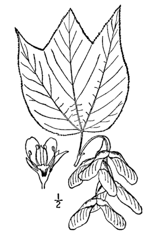 Native Neighbors: Witch Hazel, Moose Maple, Holly — The Nature Museum