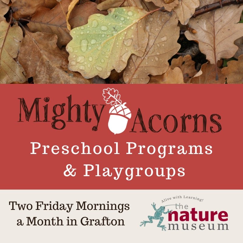 Mighty Acorns: Preschool Programs and Playgroups — The Nature Museum