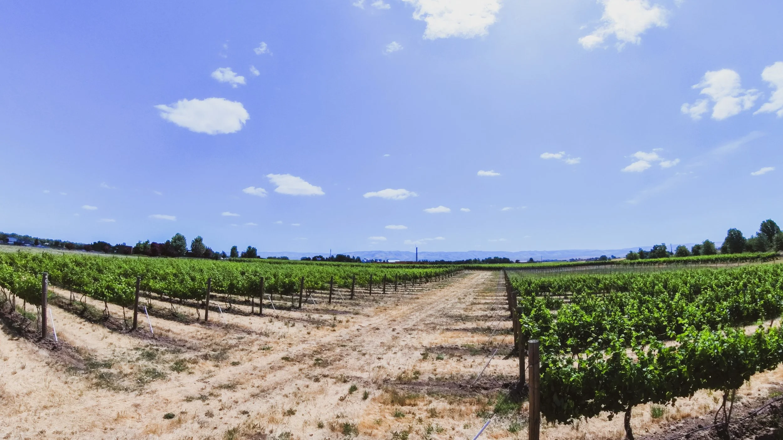 Walla Walla Tasting Room — Patterson Cellars