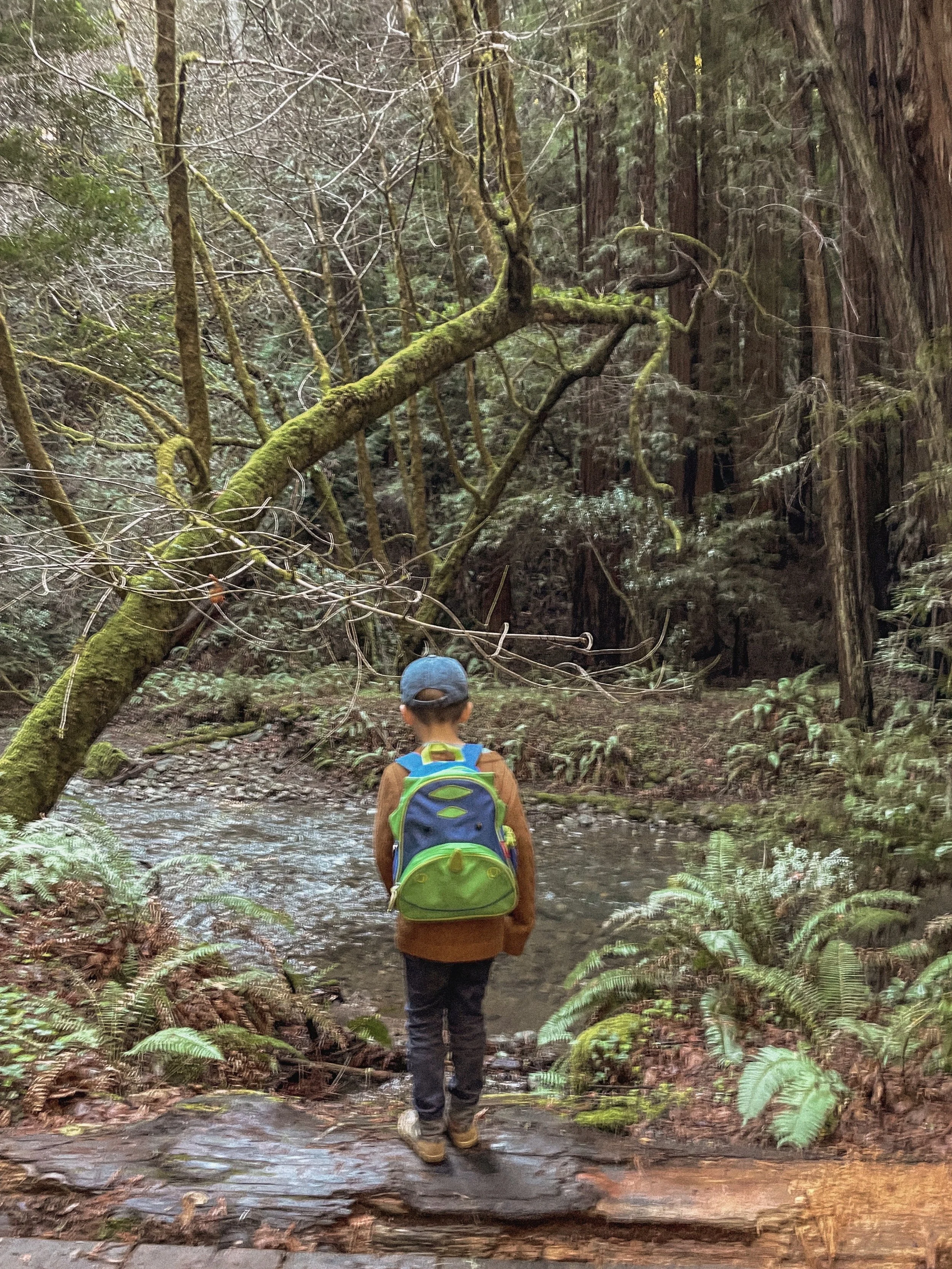 tips for a smooth family day trip to muir woods — alex p. hood