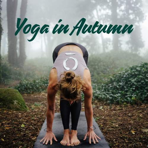 The Balanced Yogi — Sol Yoga Collective