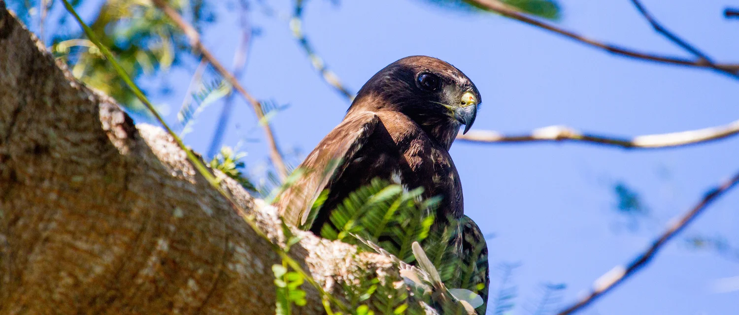 Birds of the Keys — Florida Keys Audubon Society