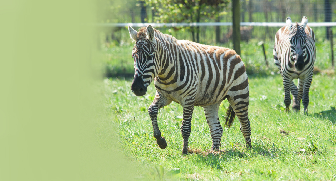 Maneless Zebra — Peak Wildlife Park