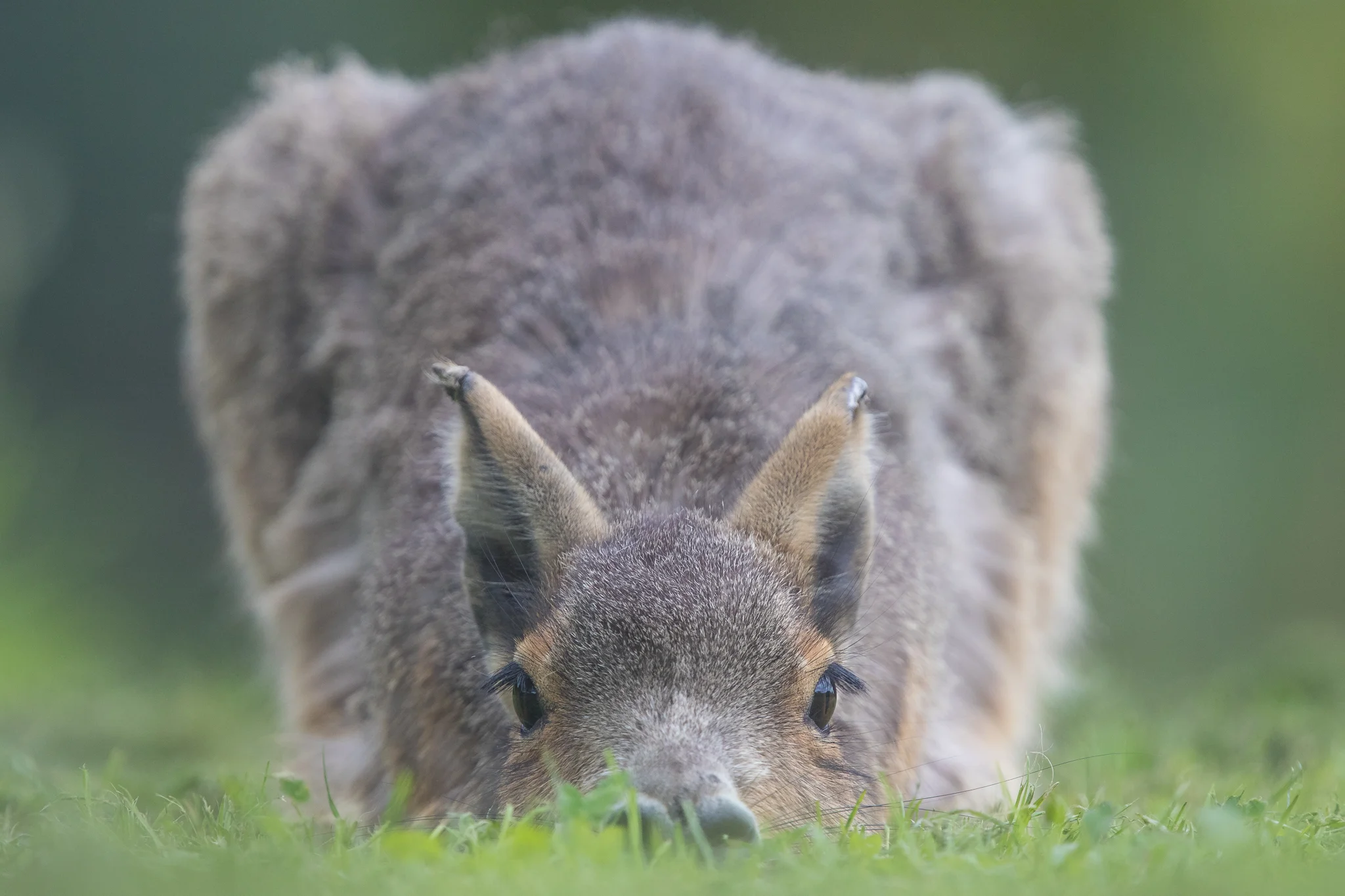 Patagonian Mara — Peak Wildlife Park