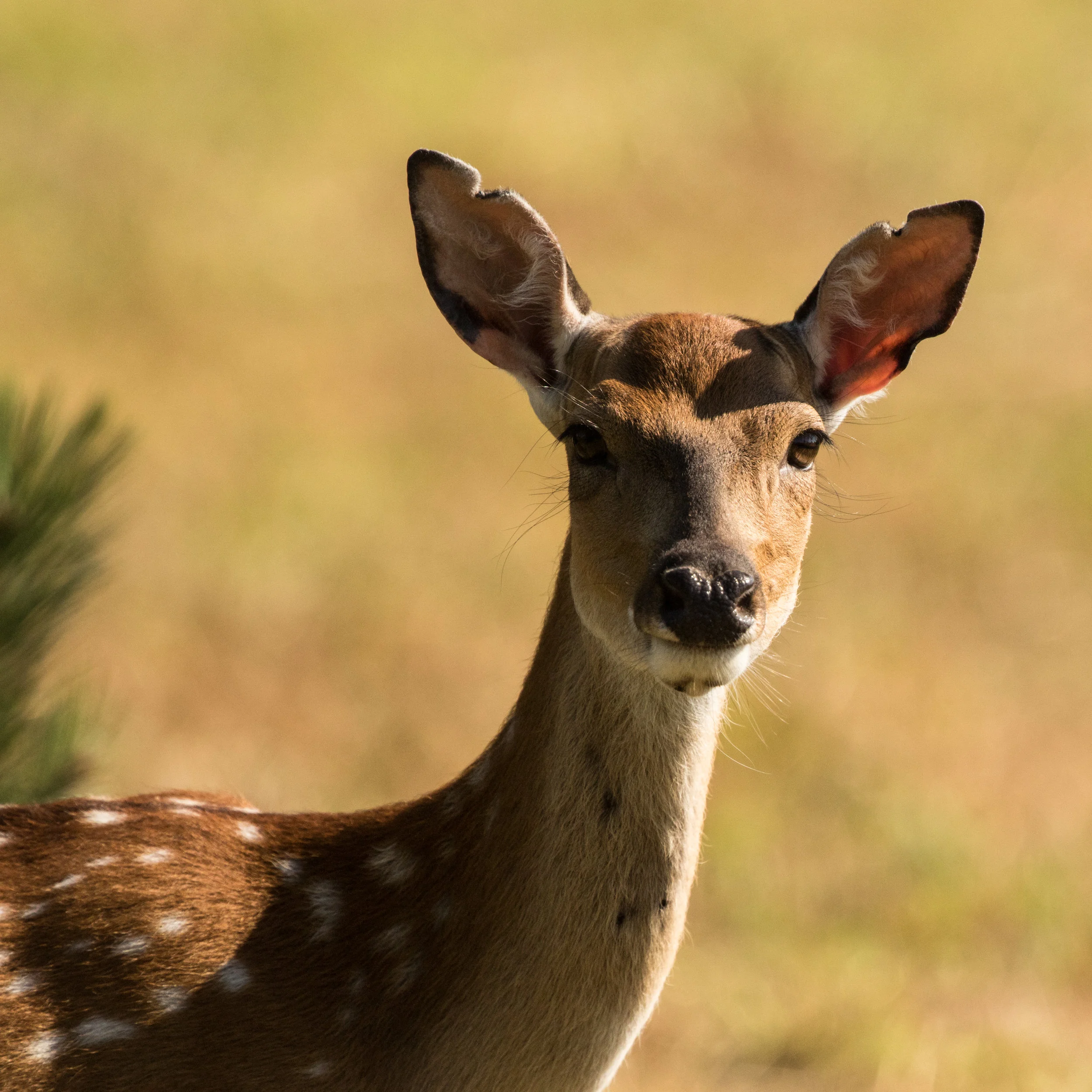 Vietnamese Sika Deer — Peak Wildlife Park