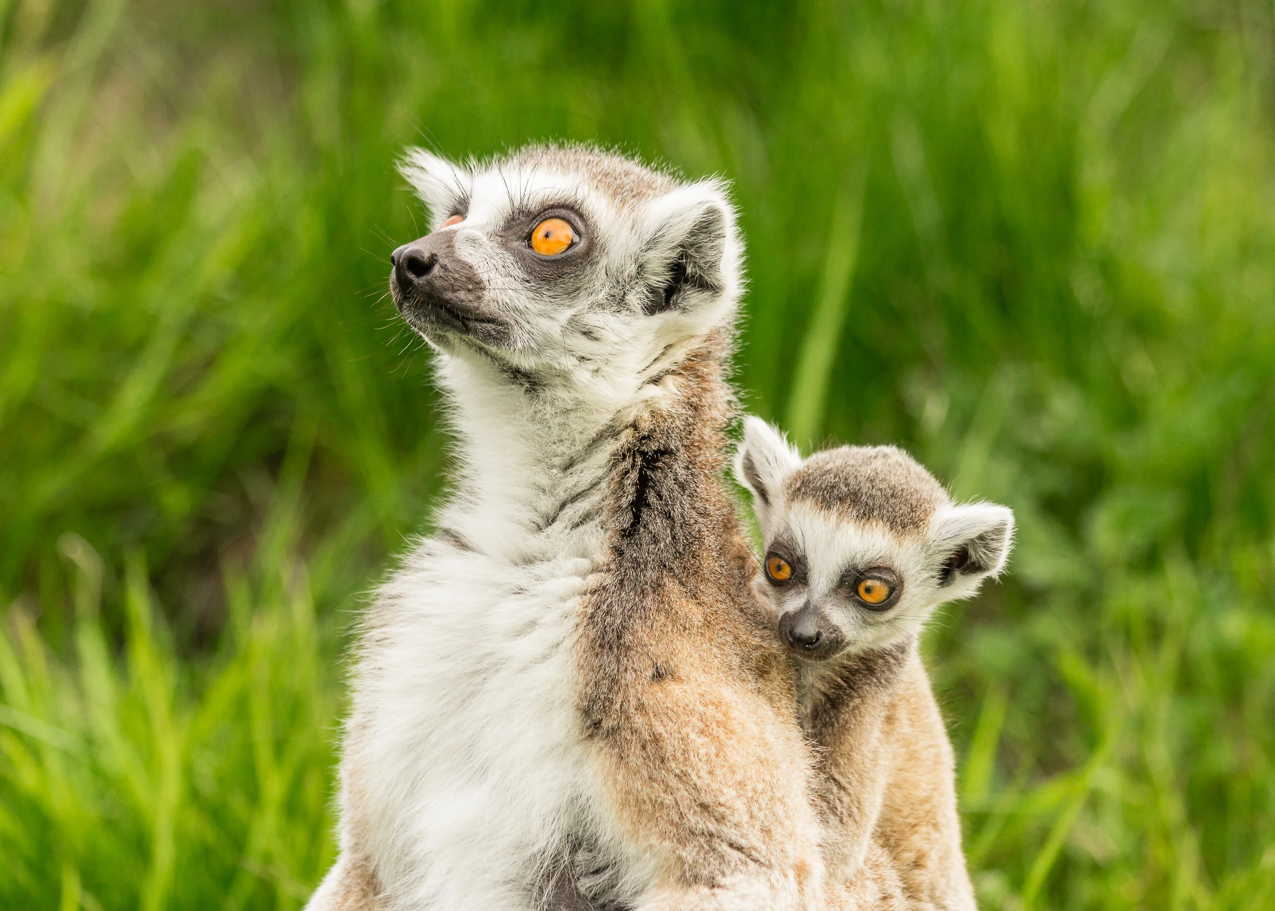 Tickets — Peak Wildlife Park