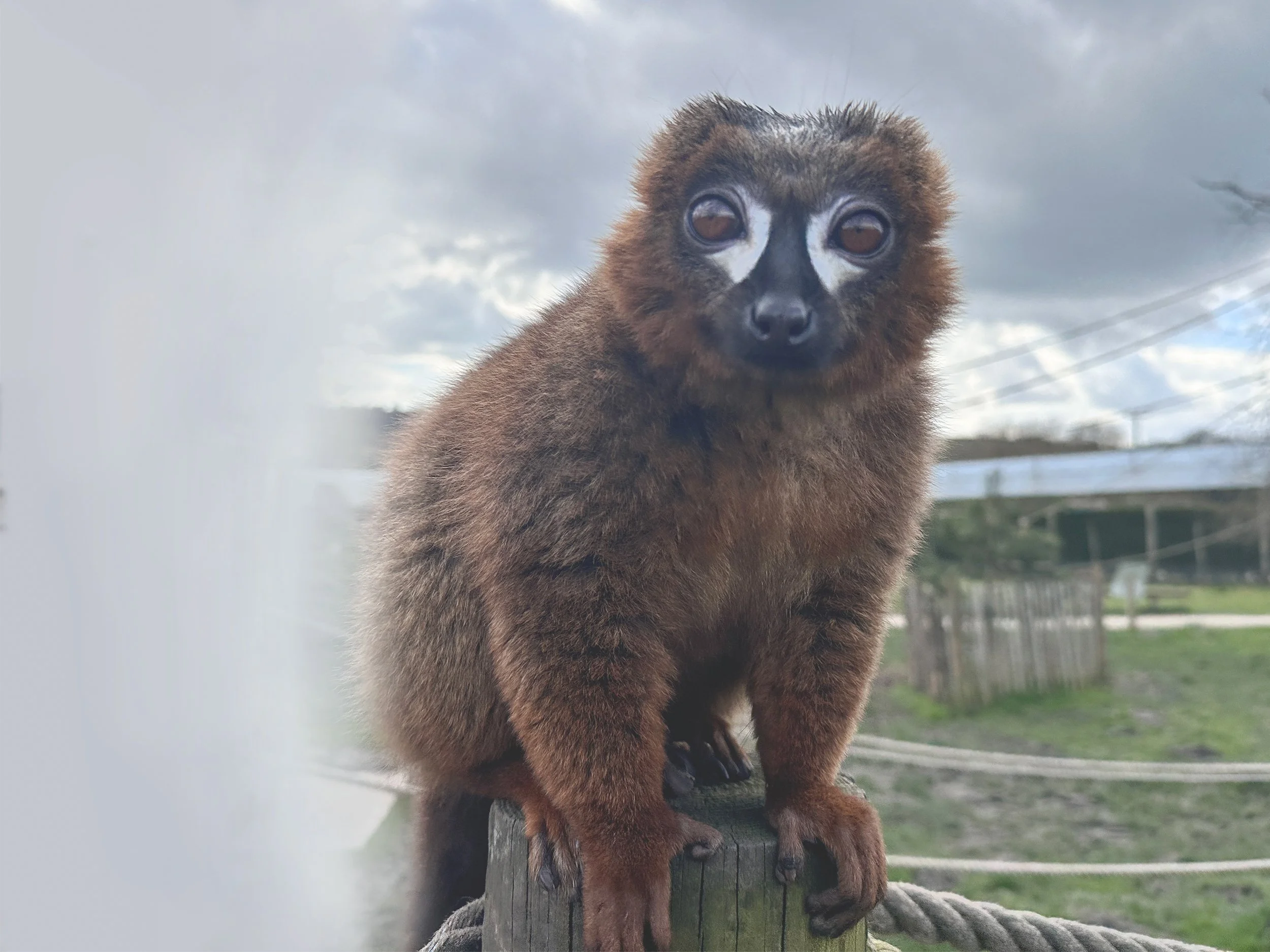 Red-Bellied Lemur (Eulemur rubriventer) — Peak Wildlife Park