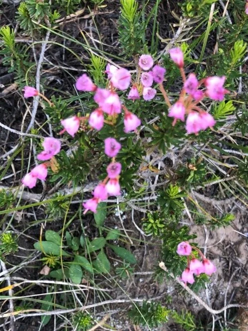 A Study in Wildflowers — Selway Bitterroot Frank Church Foundation