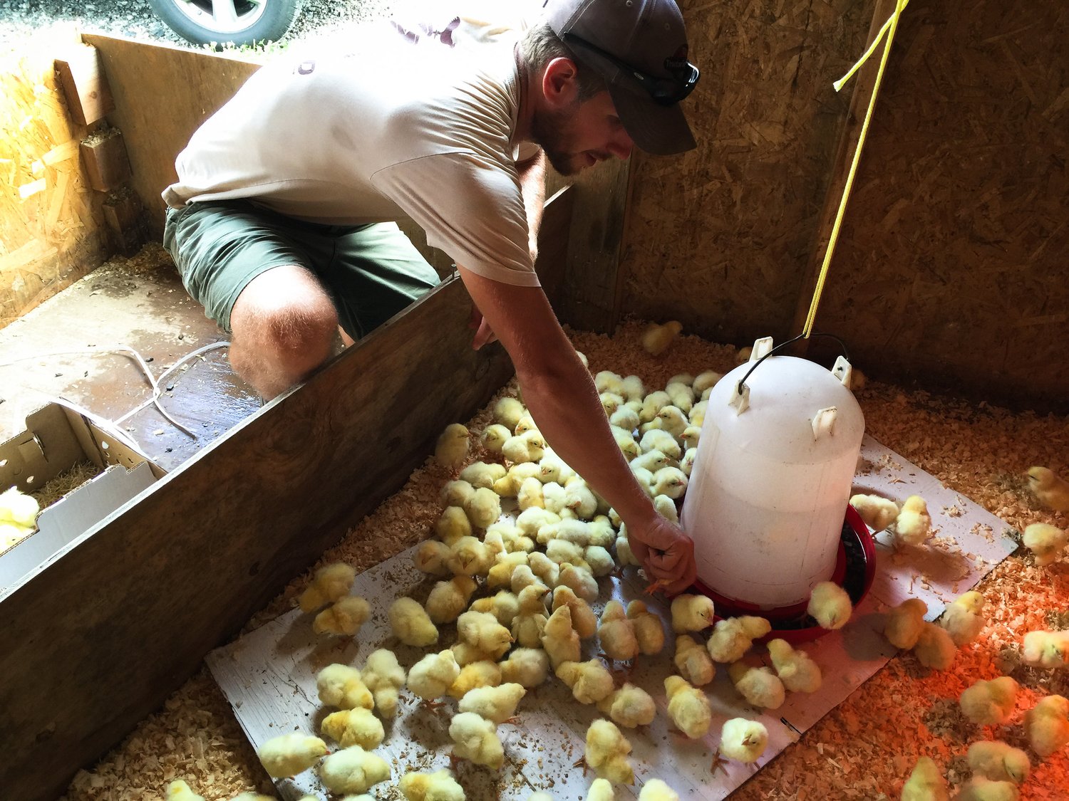 Grow More Chickens — Farm Marketing Solutions