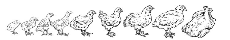 When Is a Chicken Fully Grown? What Small-Scale Poultry Farmers Need to ...