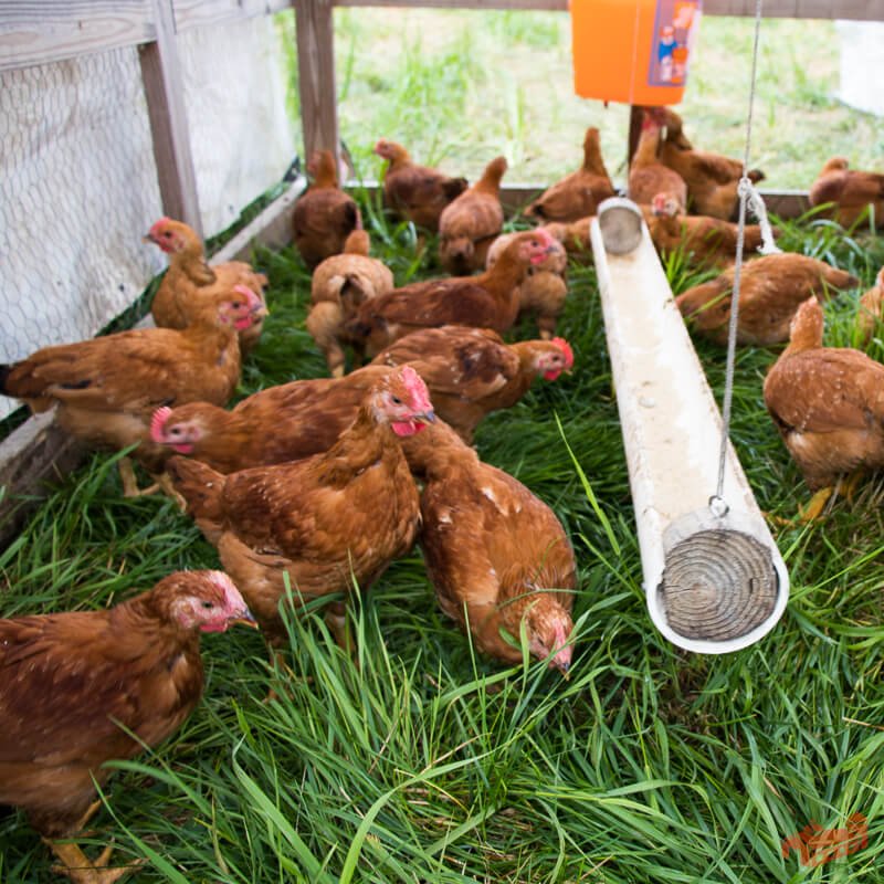 When Should Culling Day Be for Meat Chickens? — Farm Marketing Solutions
