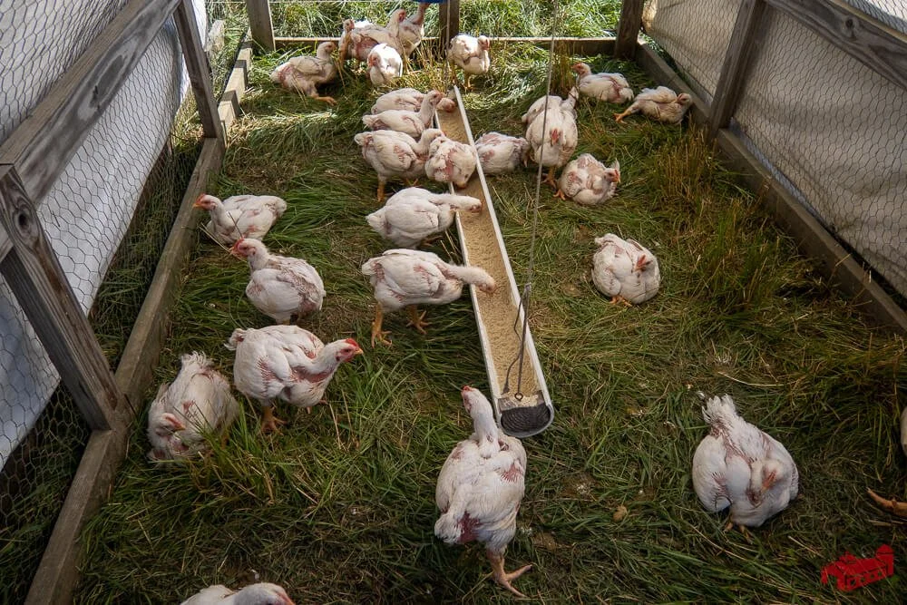 When Is a Chicken Fully Grown? What Small-Scale Poultry Farmers Need to ...
