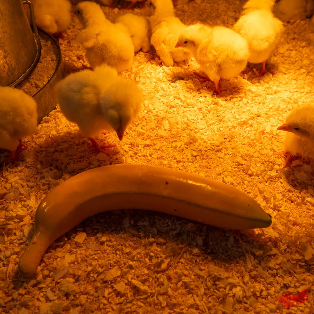 When Is a Chicken Fully Grown? What Small-Scale Poultry Farmers Need to ...