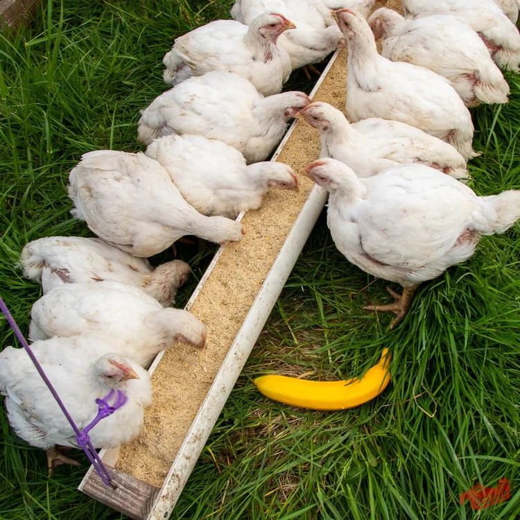 When Is a Chicken Fully Grown? What Small-Scale Poultry Farmers Need to ...