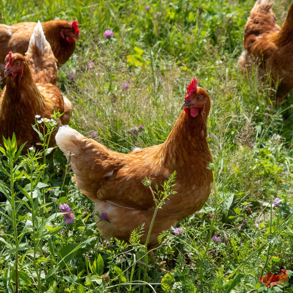 When Is a Chicken Fully Grown? What Small-Scale Poultry Farmers Need to ...