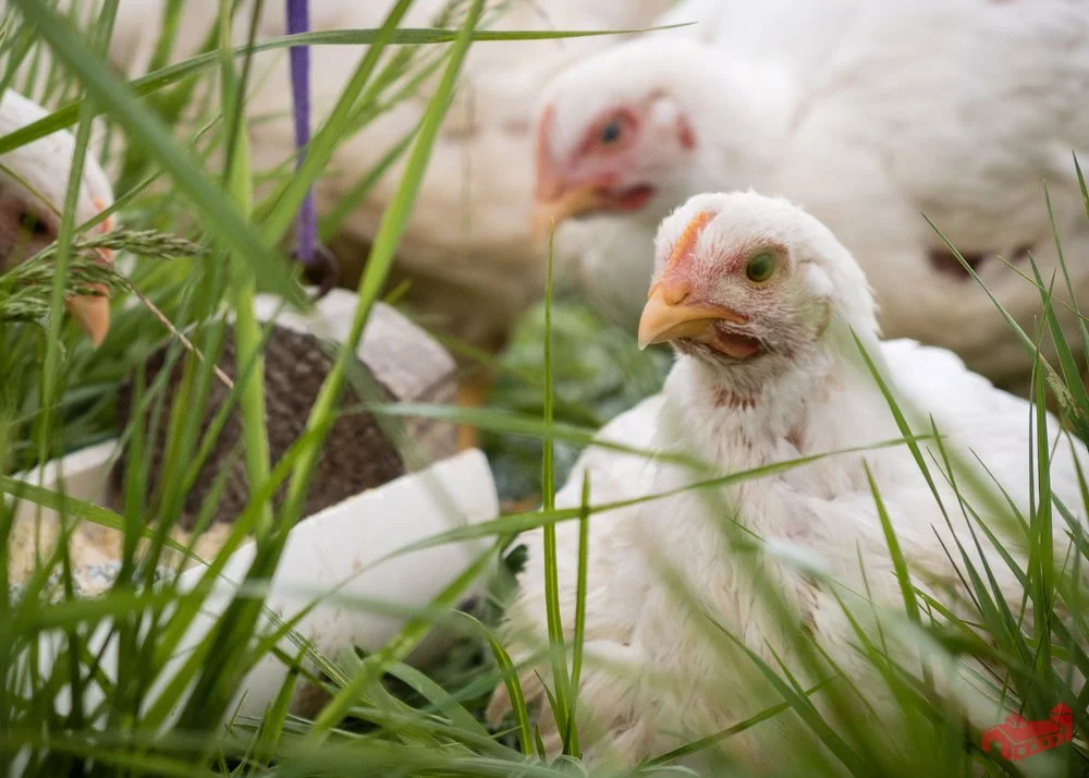 The Ideal Grass Height For Chickens — Farm Marketing Solutions