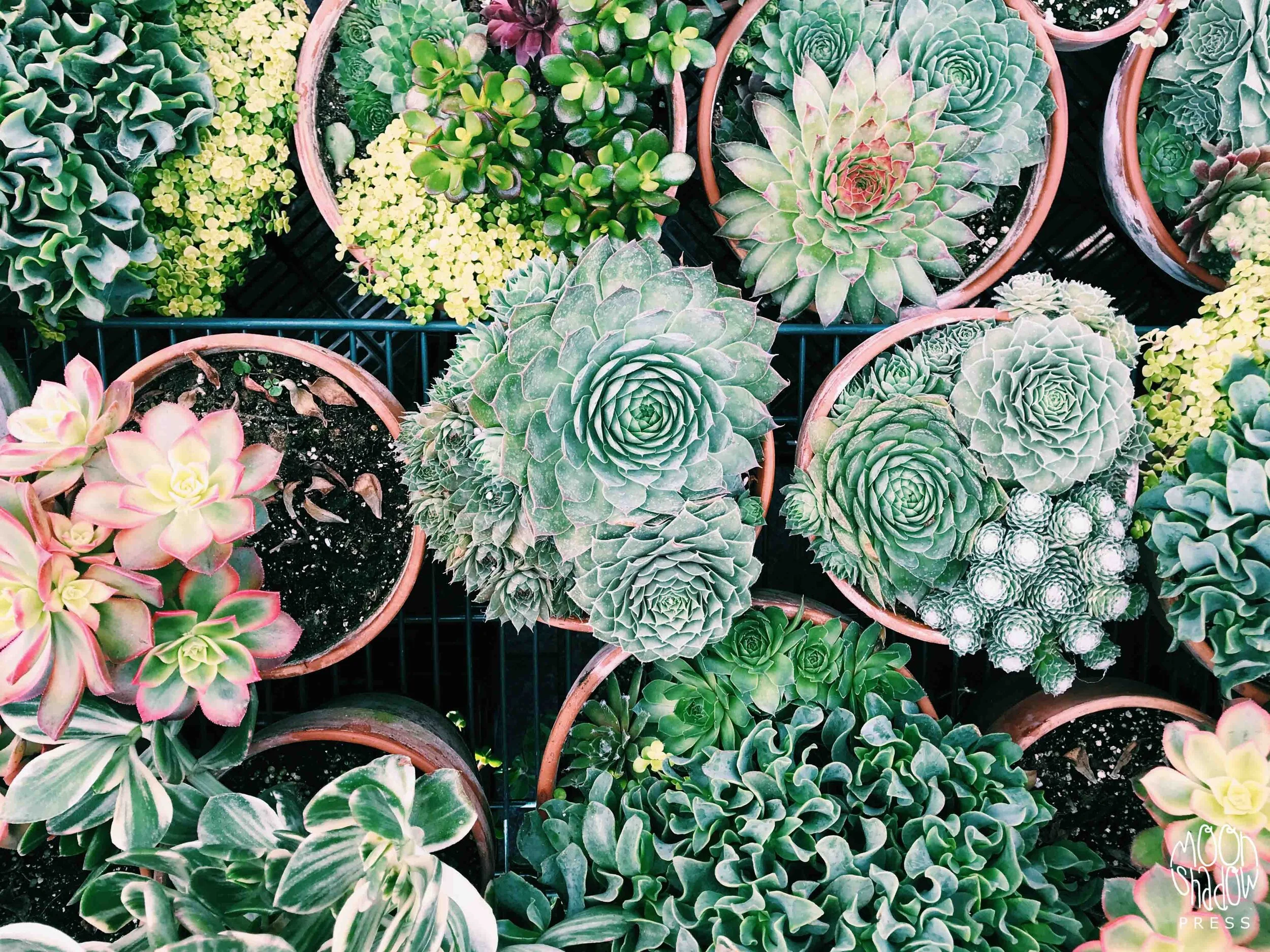 Succulents & Cactus — MoonShadow Press