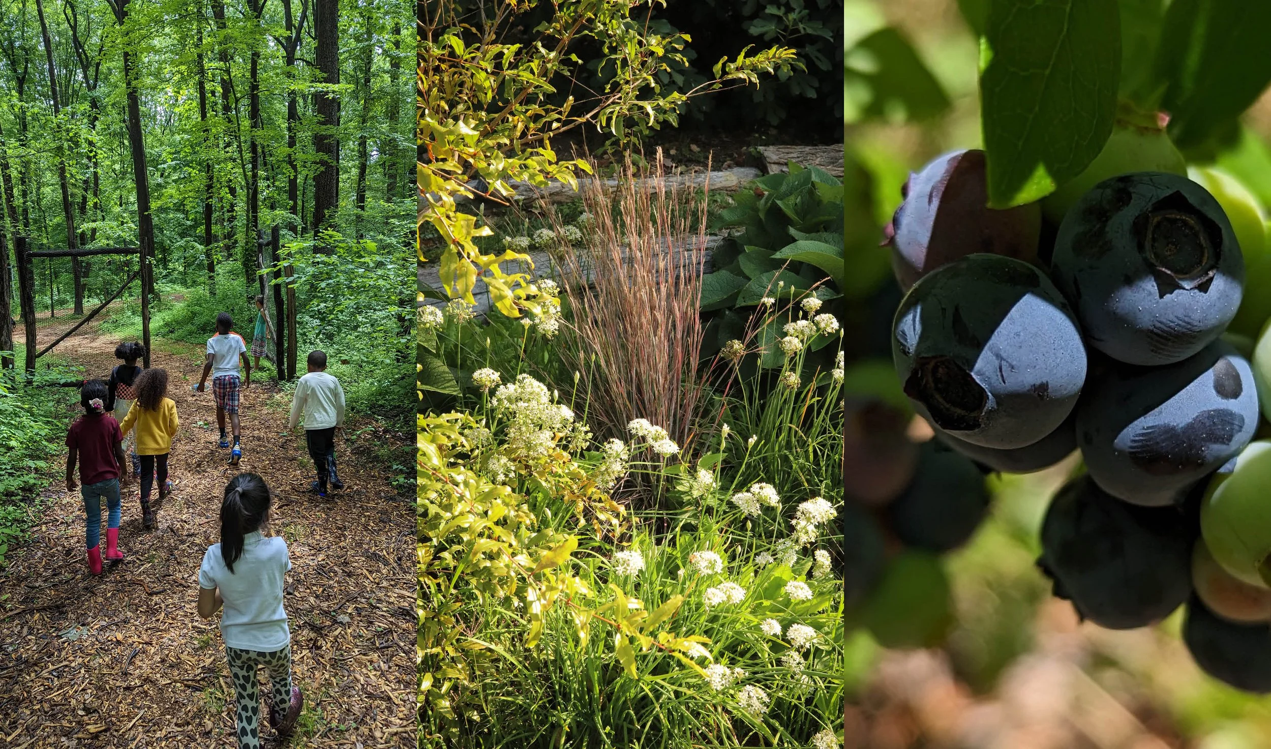 Design — Forested
