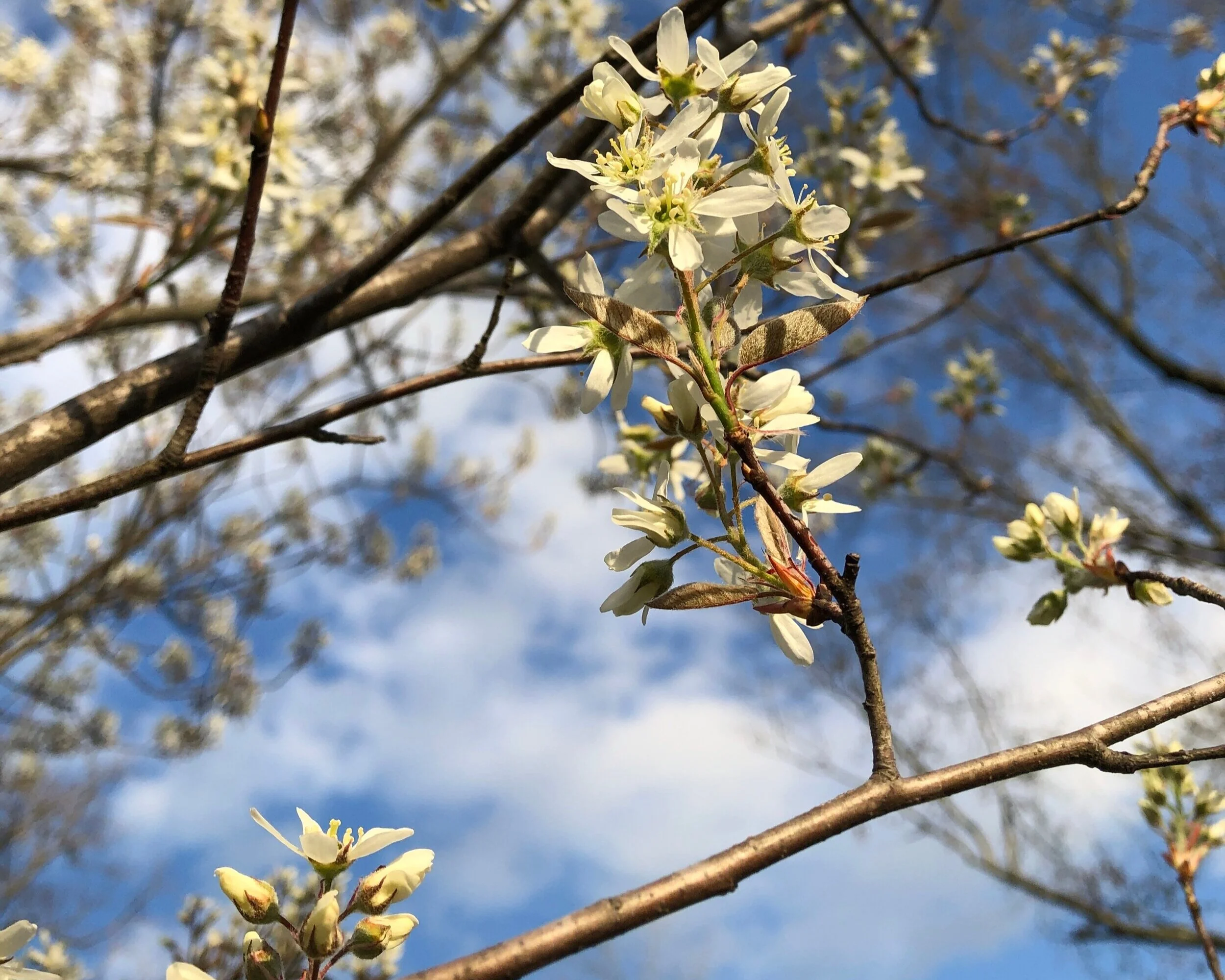 News — Southern Indiana Cooperative Invasives Management