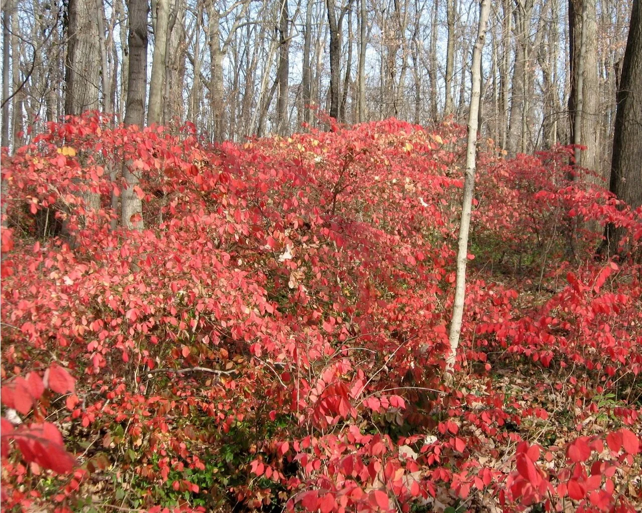 News — Southern Indiana Cooperative Invasives Management