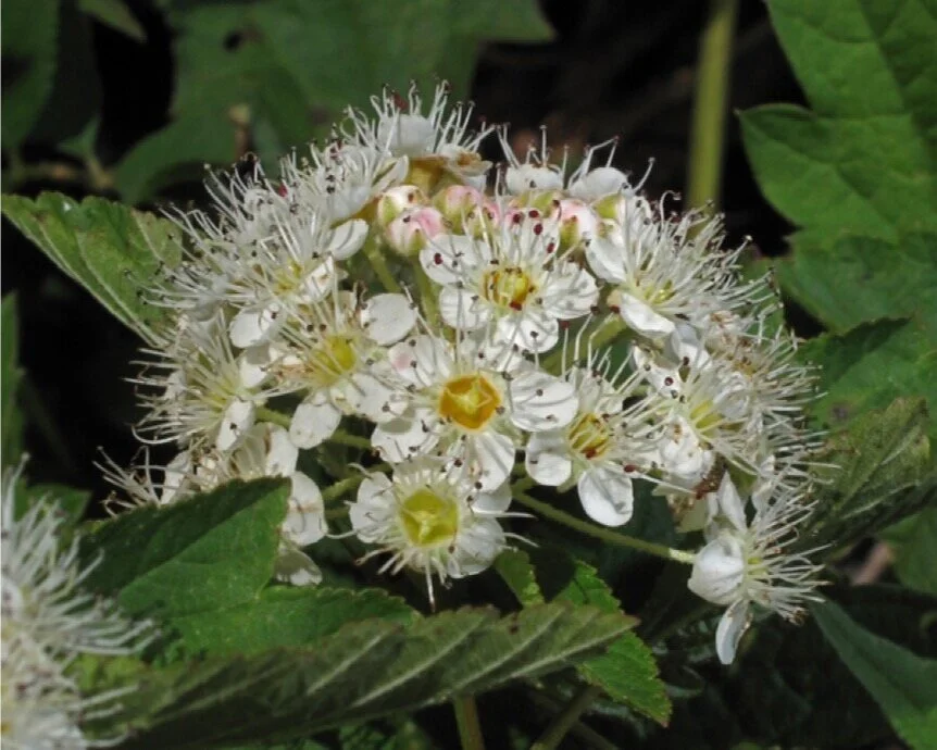 News — Southern Indiana Cooperative Invasives Management