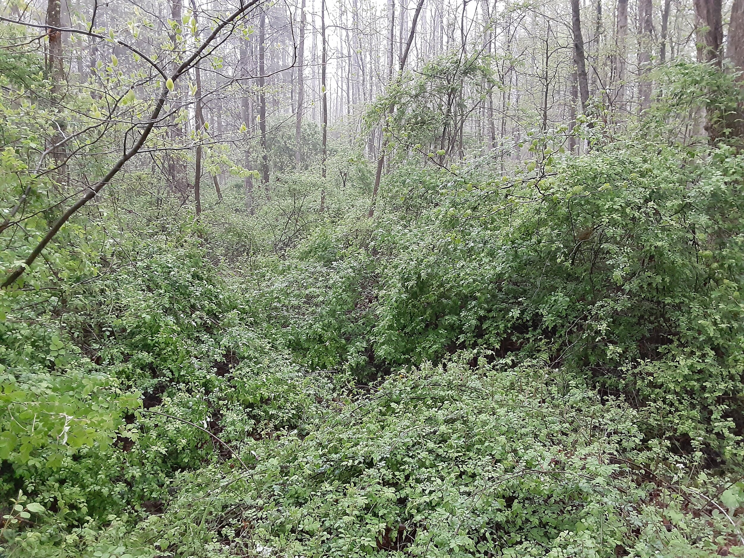 Indiana Invasive Species Conference — State of Indiana Cooperative ...