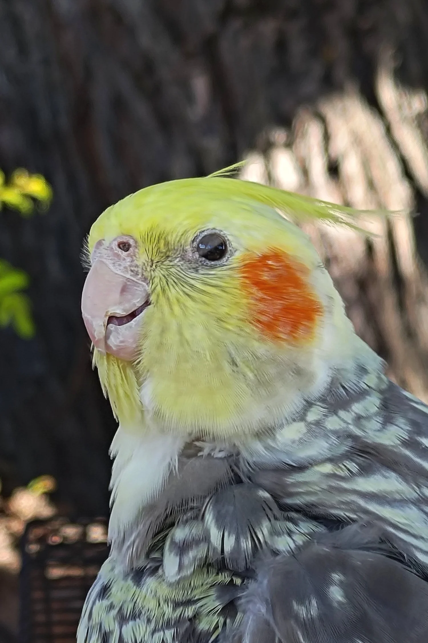 Chief | Free Flight Exotic Bird Sanctuary