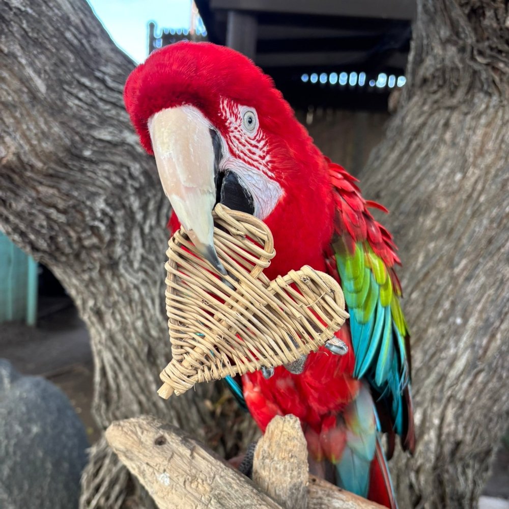 About Us | Free Flight Exotic Bird Sanctuary