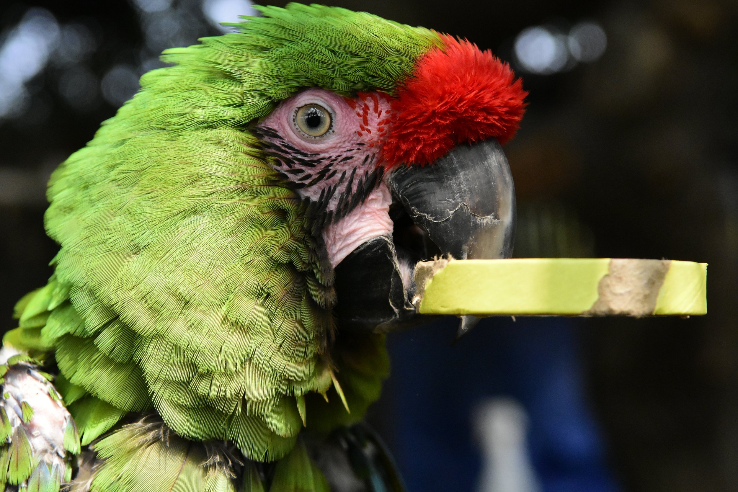 Adopt A Companion Bird | Free Flight Exotic Bird Sanctuary
