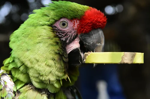 Adopt A Companion Bird | Free Flight Exotic Bird Sanctuary