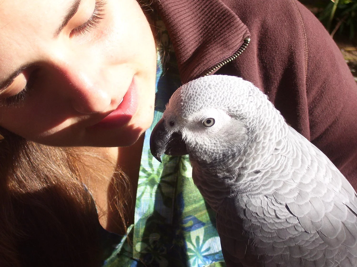 Services | Free Flight Exotic Bird Sanctuary