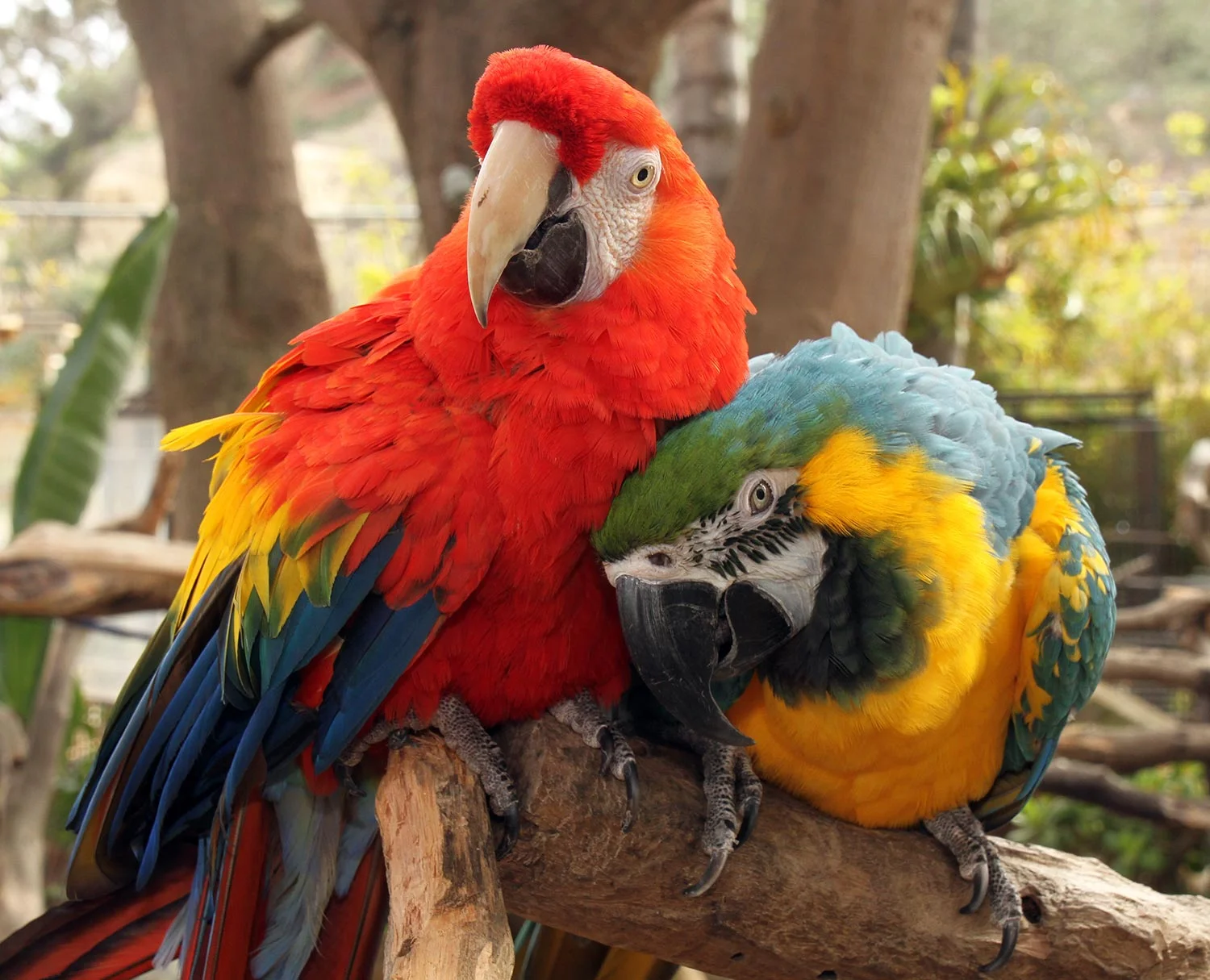Services | Free Flight Exotic Bird Sanctuary