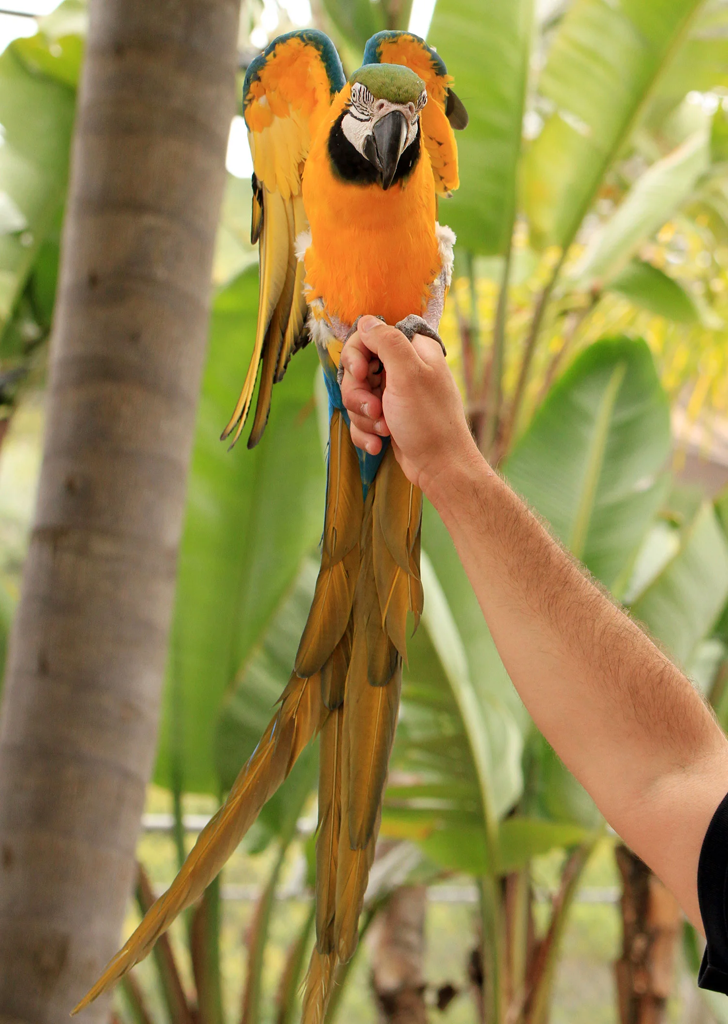 Learn | Free Flight Exotic Bird Sanctuary