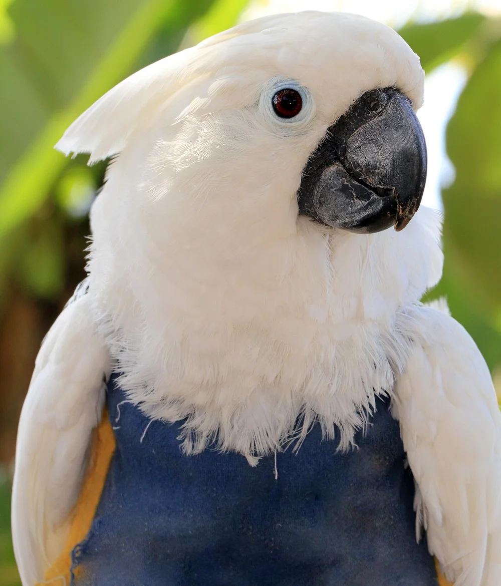 Sponsor a Bird | Free Flight Exotic Bird Sanctuary