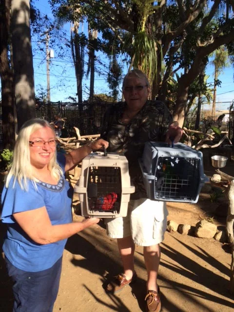 Adopt A Companion Bird | Free Flight Exotic Bird Sanctuary