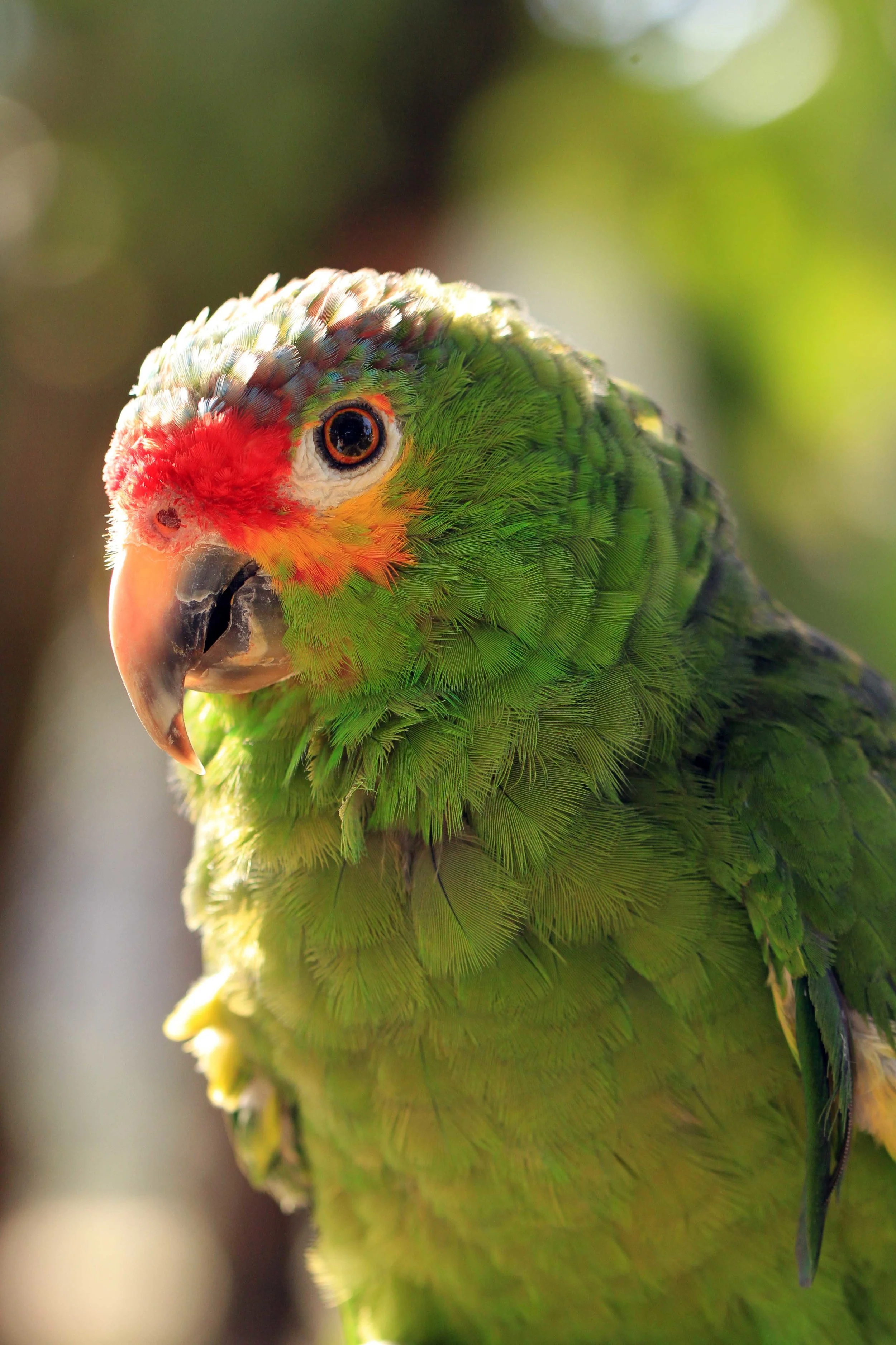 Casper | Free Flight Exotic Bird Sanctuary