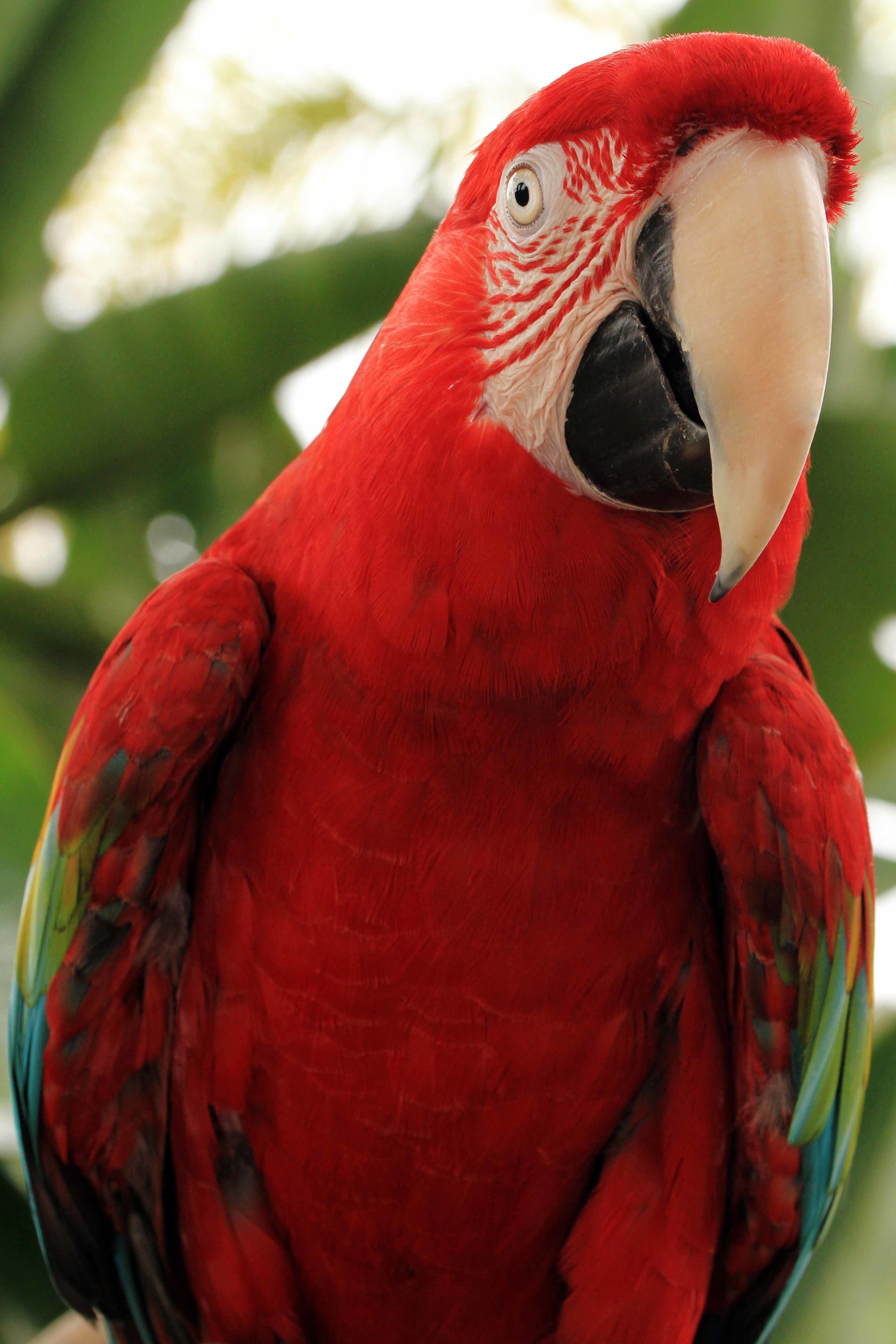Casper | Free Flight Exotic Bird Sanctuary