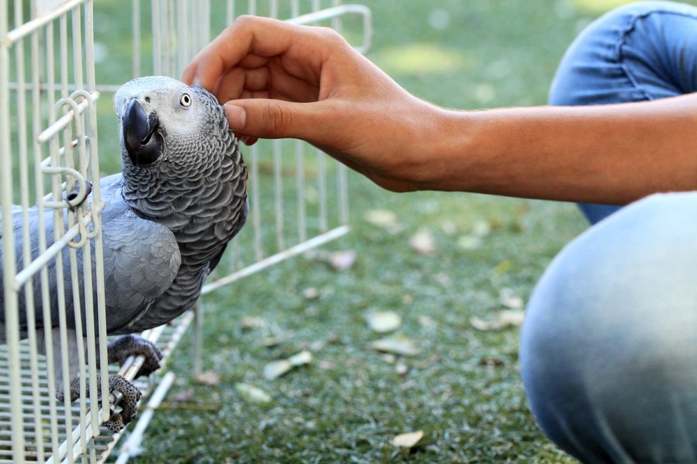 African Grey Parrot Flying
