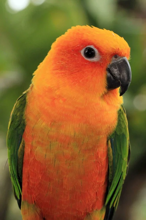 Adopt A Companion Bird | Free Flight Exotic Bird Sanctuary