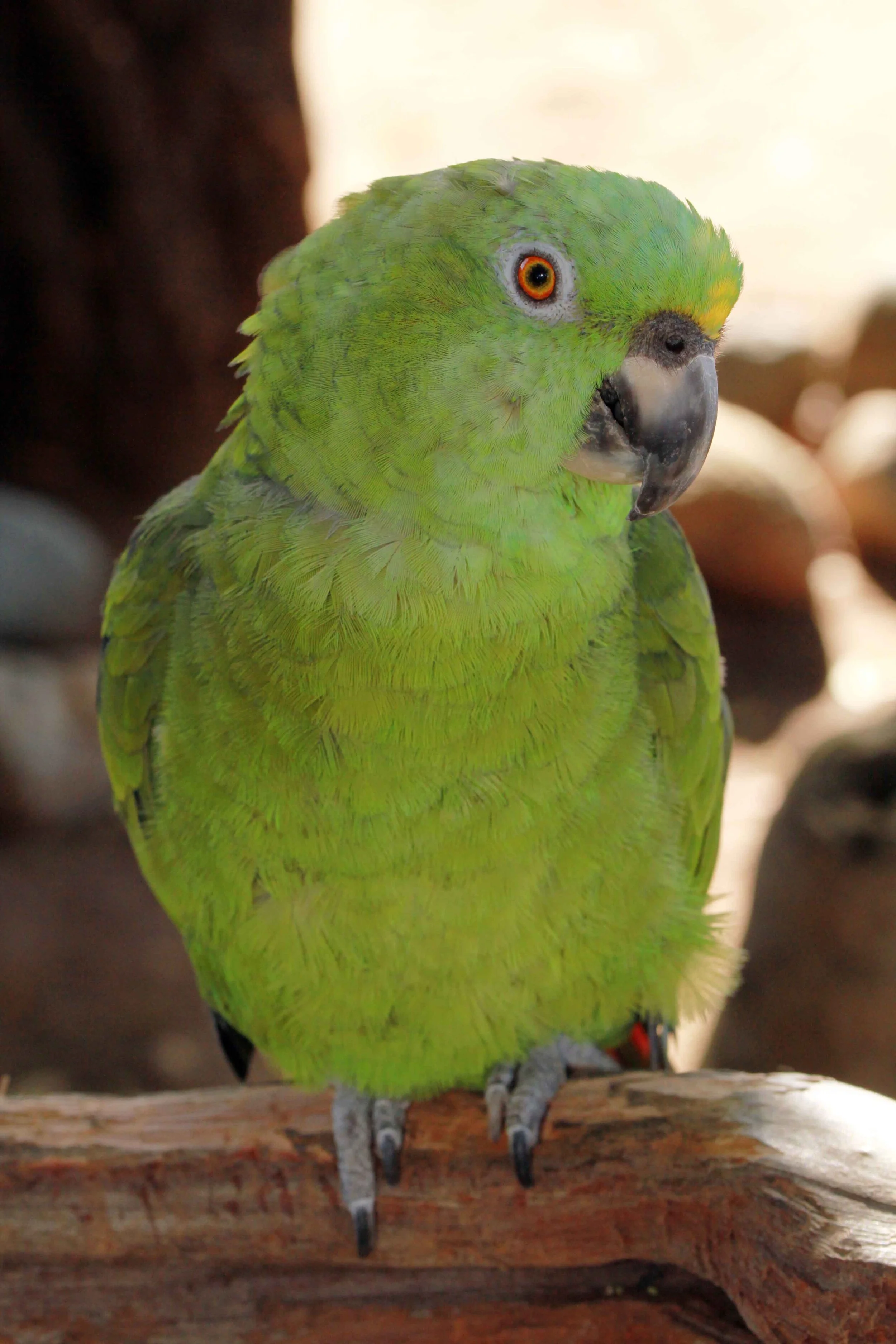 Learn | Free Flight Exotic Bird Sanctuary