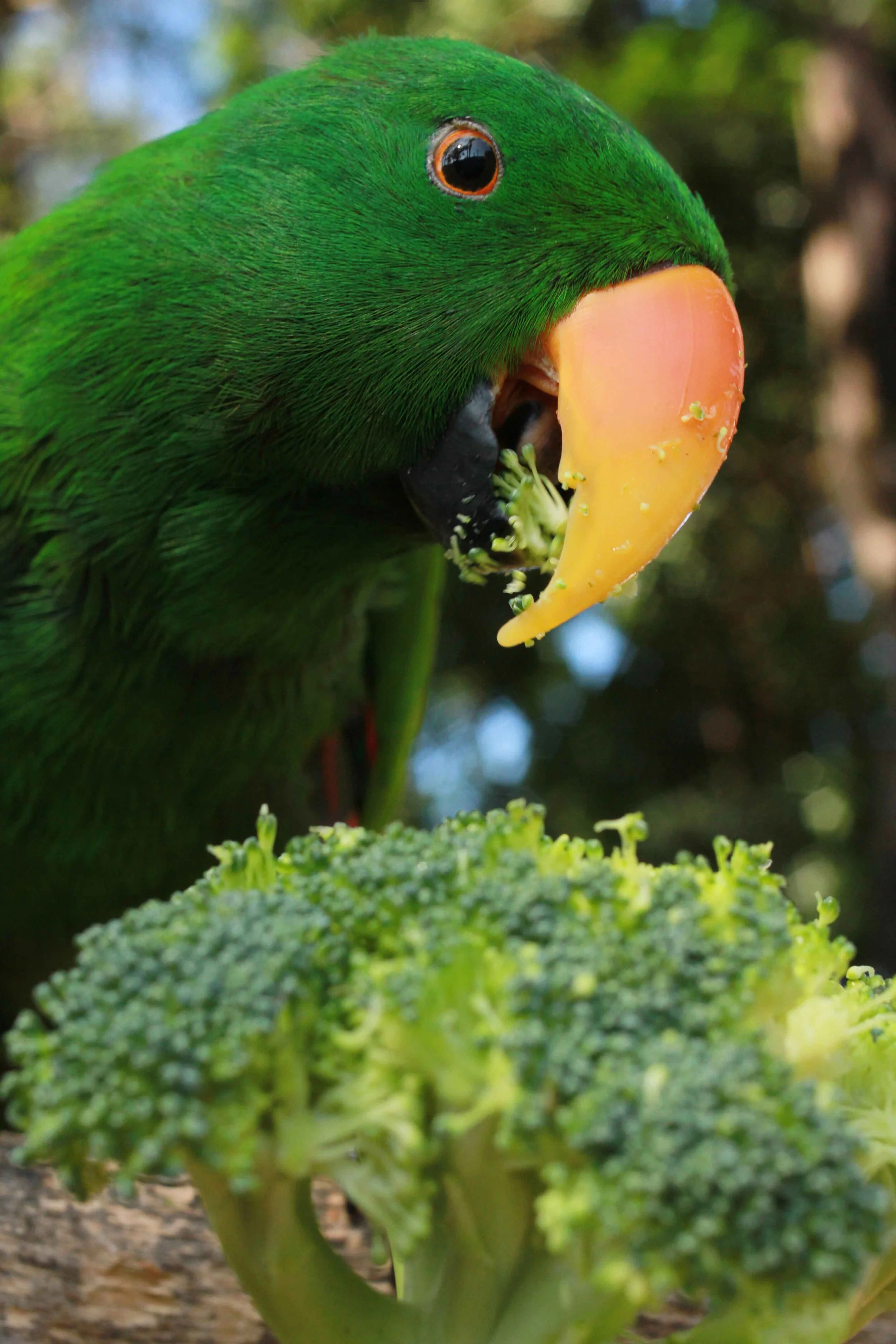 Learn | Free Flight Exotic Bird Sanctuary