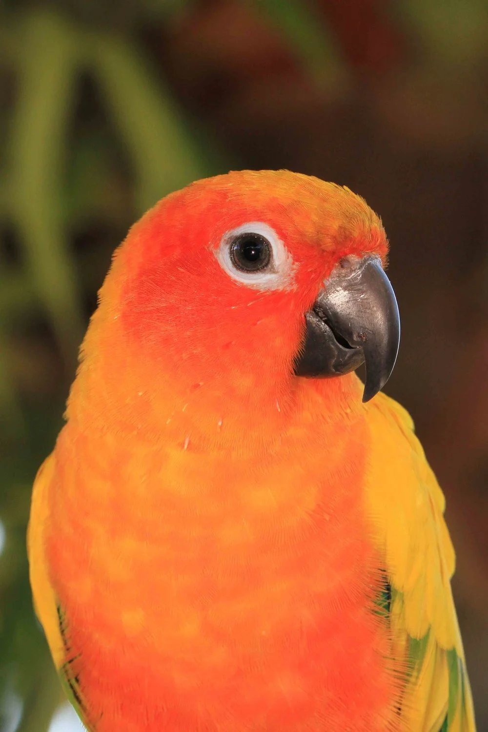 Learn | Free Flight Exotic Bird Sanctuary