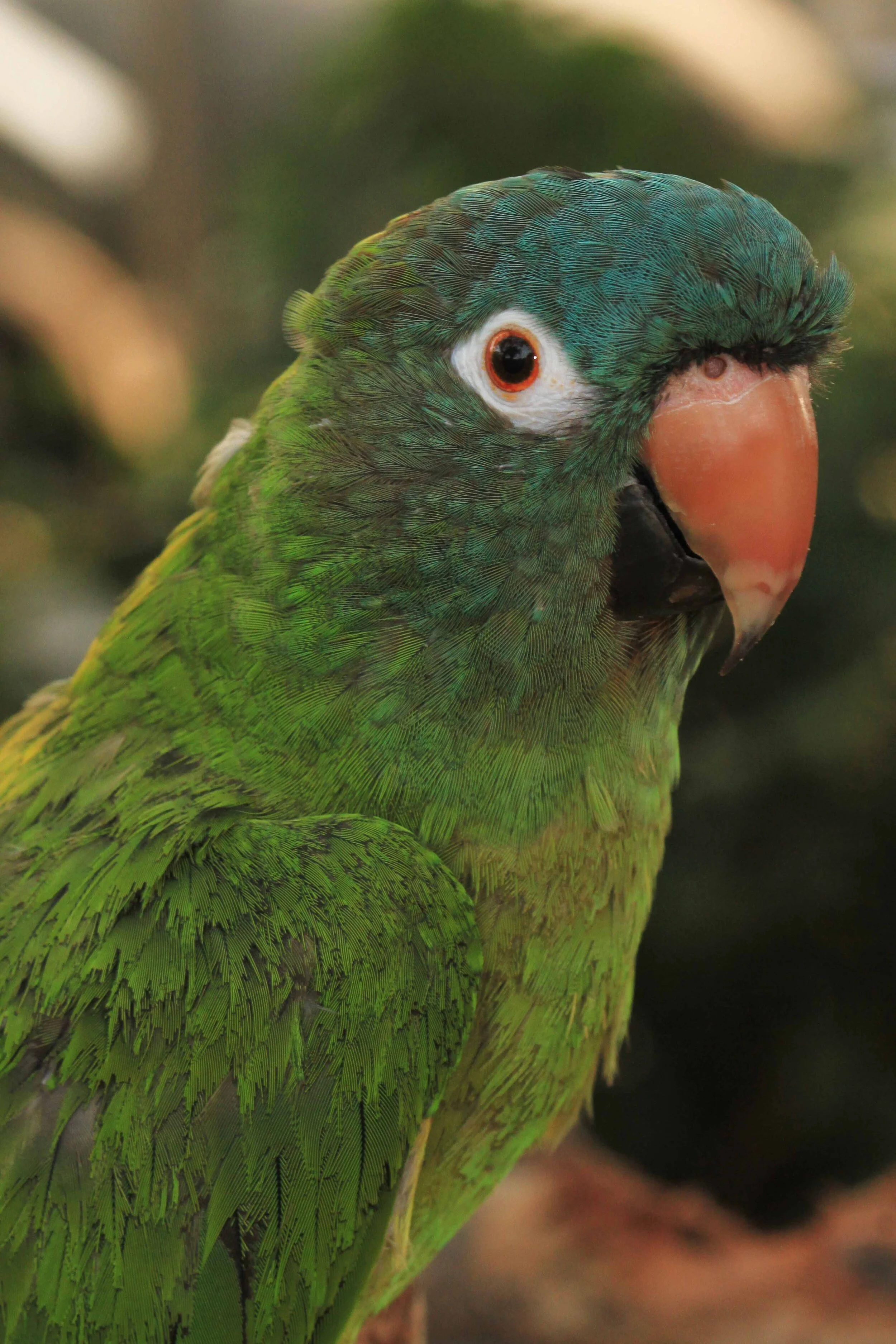 Scamp | Free Flight Exotic Bird Sanctuary