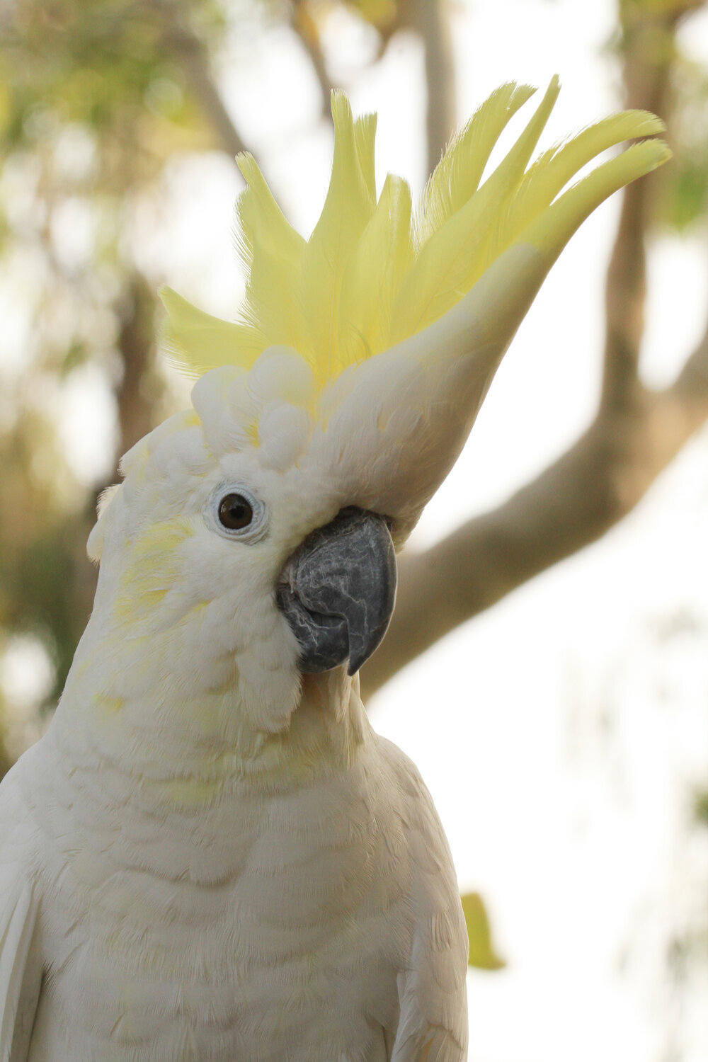 Adopt A Companion Bird | Free Flight Exotic Bird Sanctuary