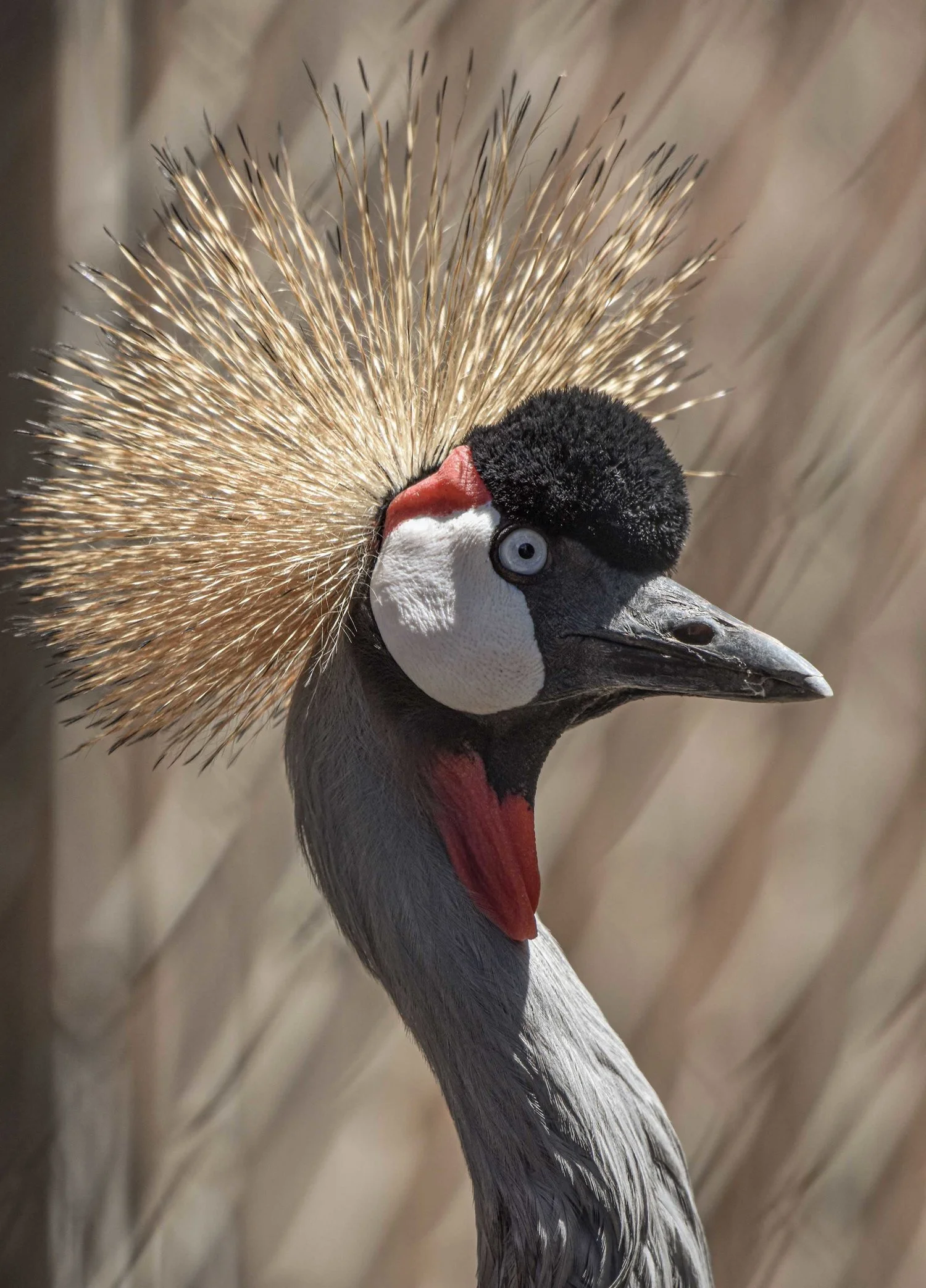 Princess | Free Flight Exotic Bird Sanctuary