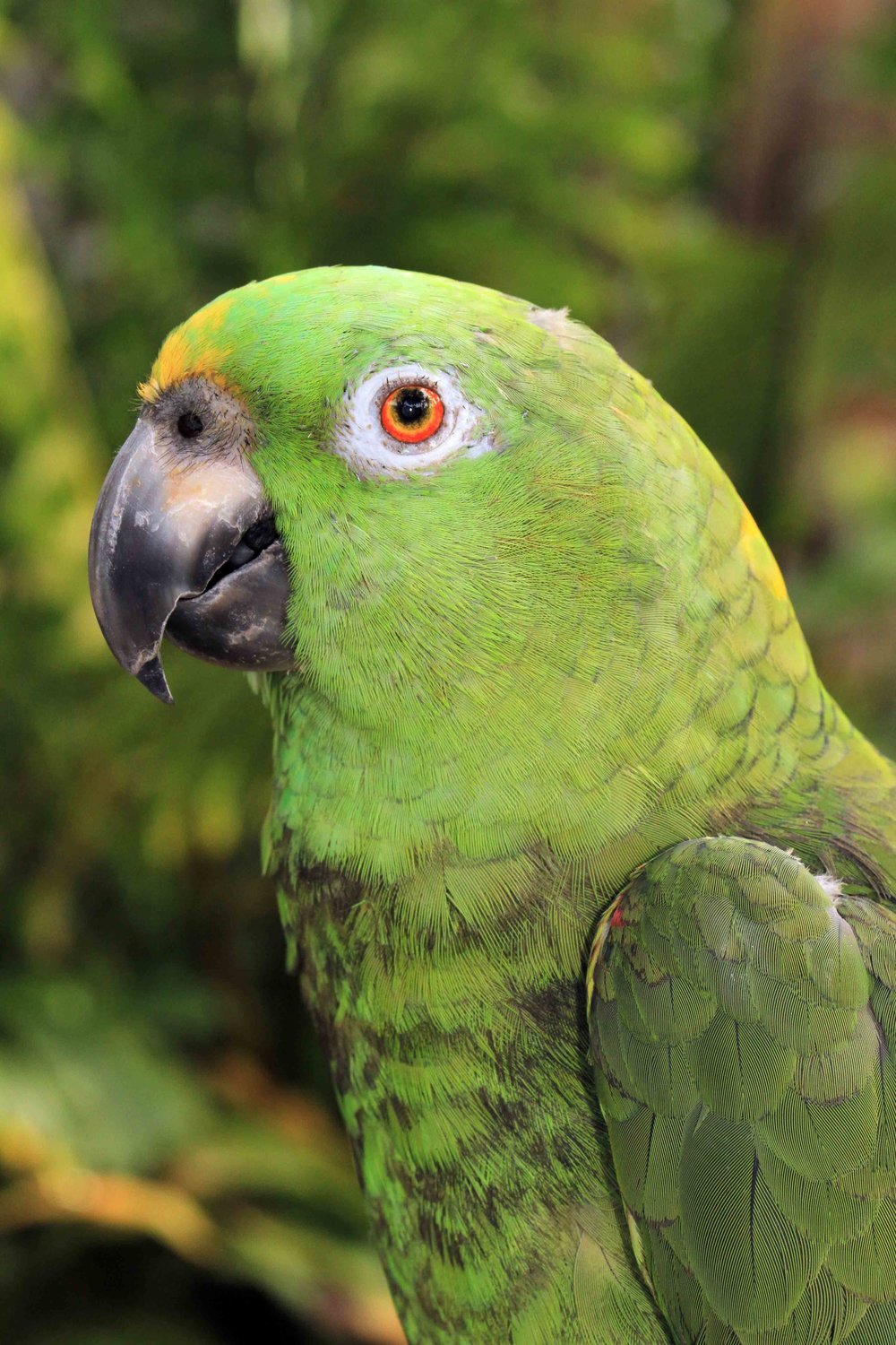 Toby | Free Flight Exotic Bird Sanctuary