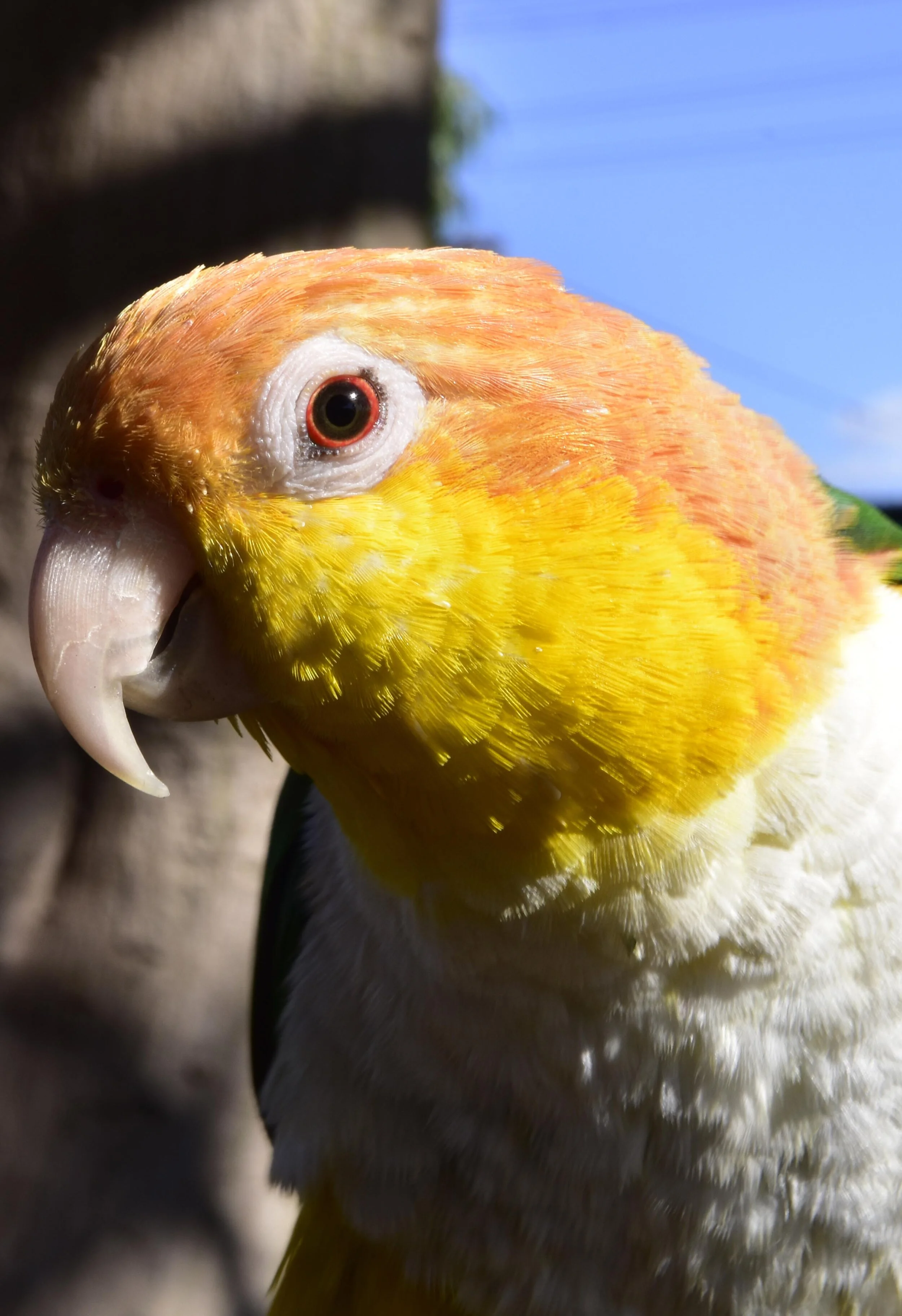 Adopt A Companion Bird | Free Flight Exotic Bird Sanctuary