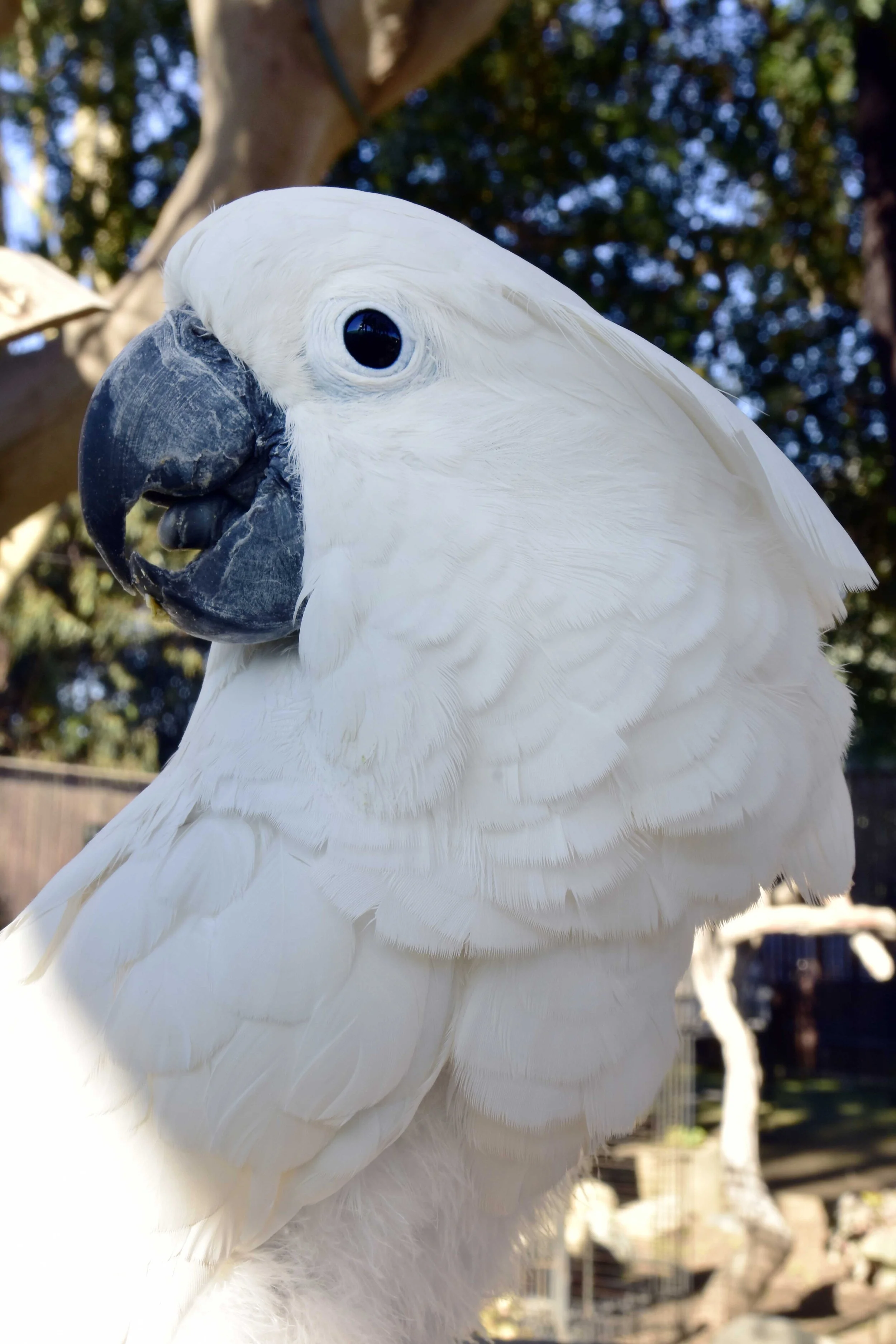 Resident Birds Gallery | Free Flight Exotic Bird Sanctuary