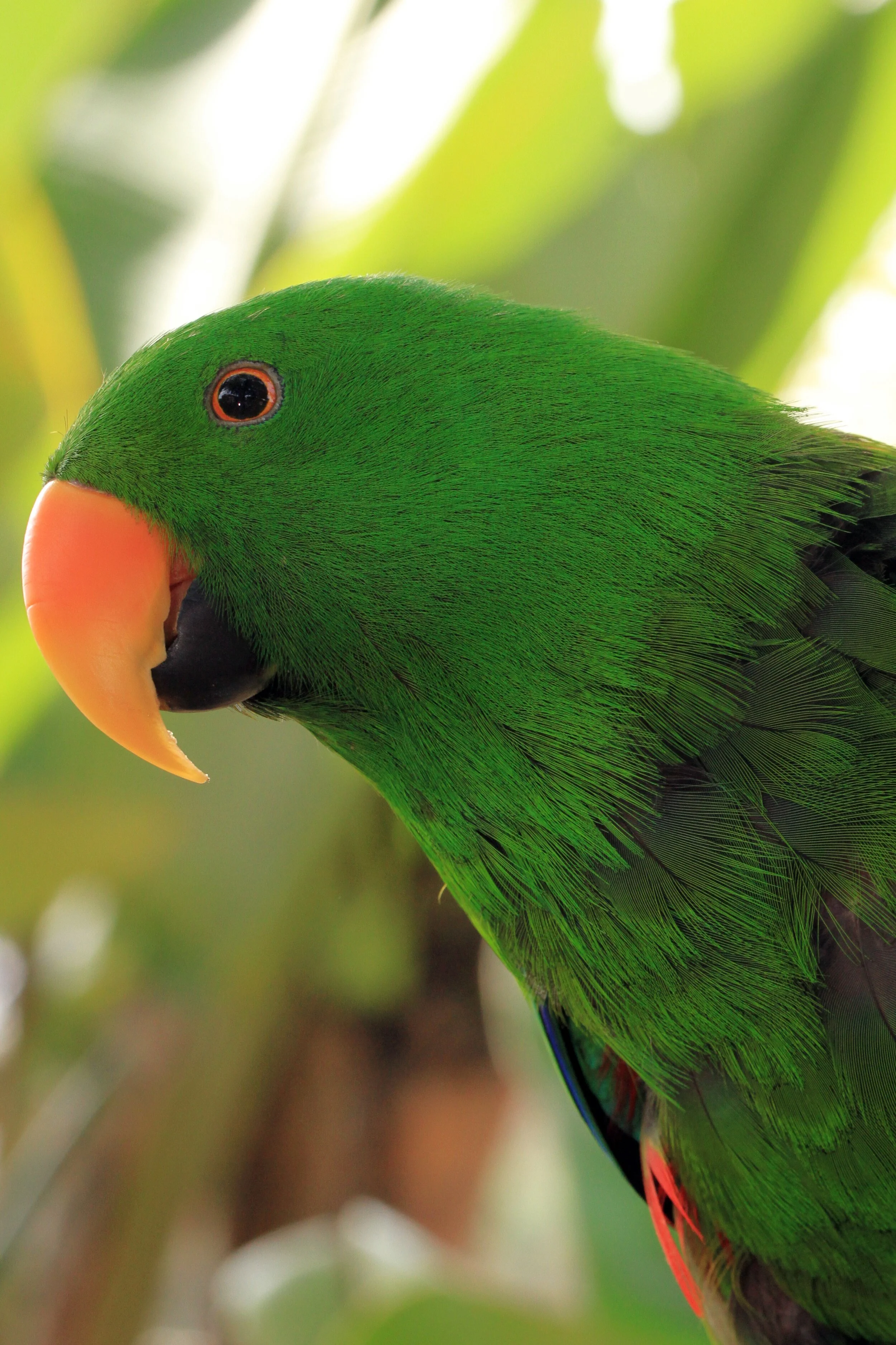 Adopt A Companion Bird | Free Flight Exotic Bird Sanctuary